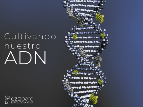 Cultivando nuestro ADN | AZ3 Oeno
